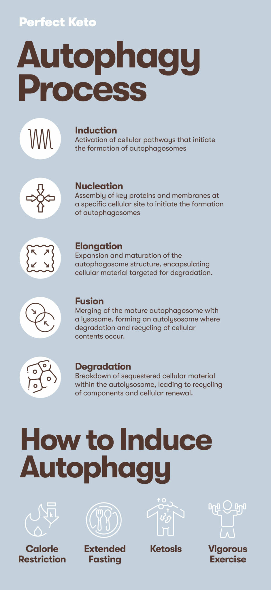 Understanding Autophagy: A Comprehensive Guide